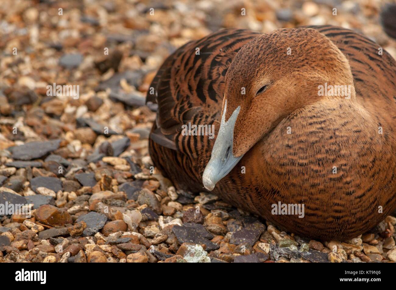Eider goose hi-res stock photography and images - Alamy