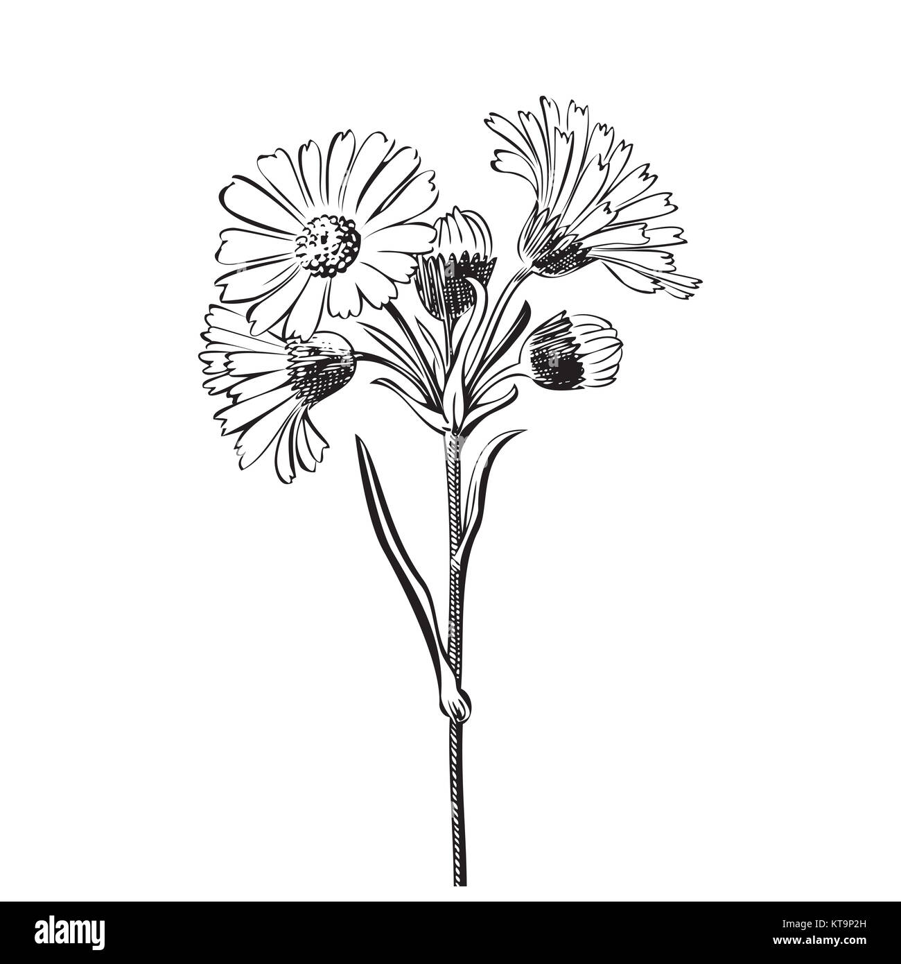 Daisy flower pencil drawing hi-res stock photography and images - Alamy