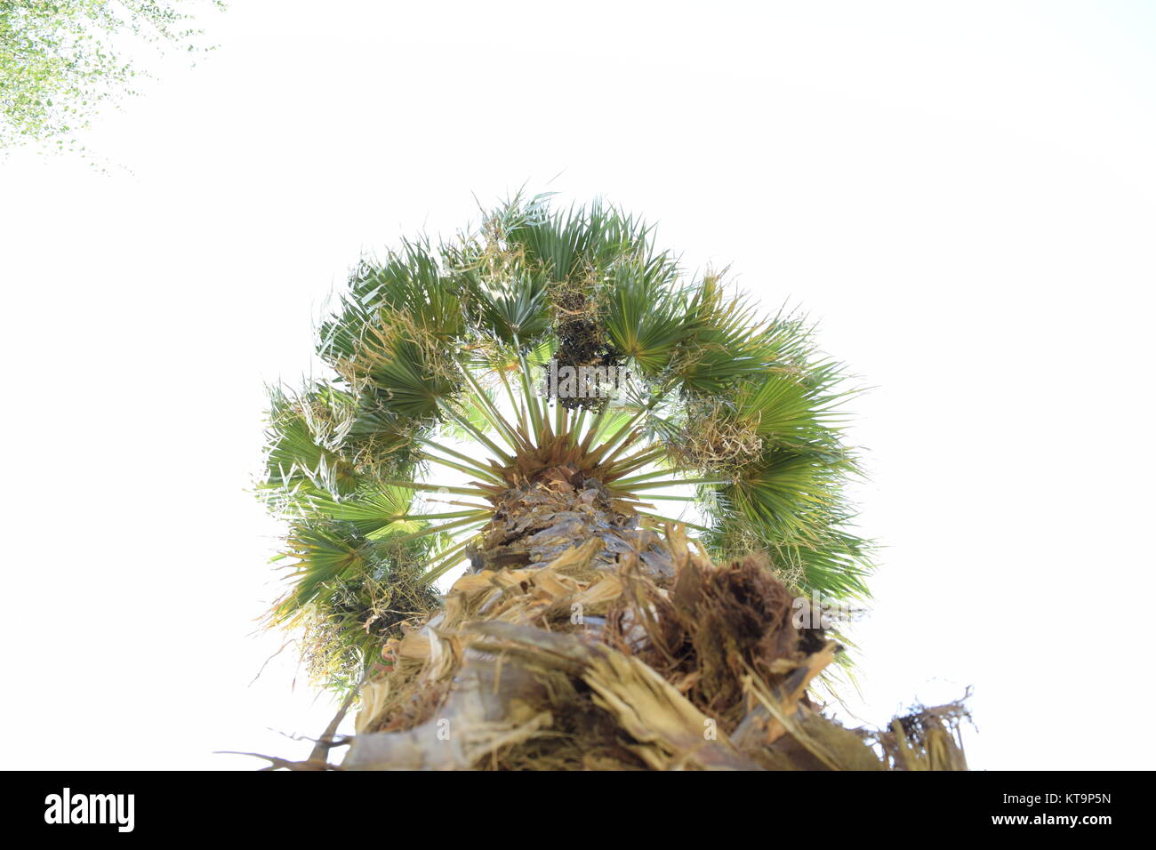 Coconut tree trunks hi-res stock photography and images - Alamy