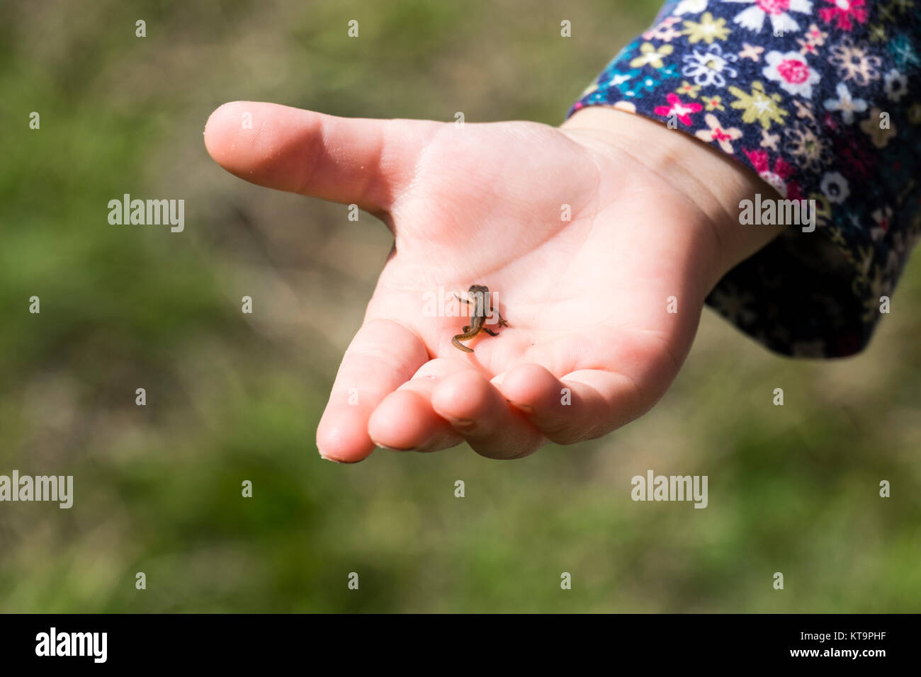 Small newt sits on the child's hand Stock Photo - Alamy