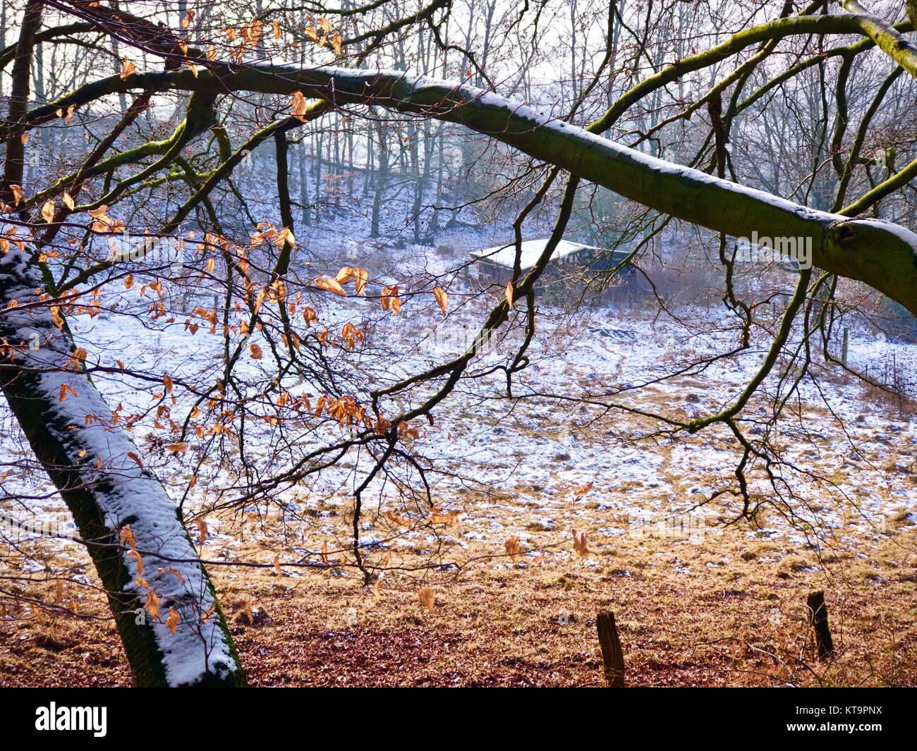 Light winter snow fall on rural farmland viewed through the branches of ...
