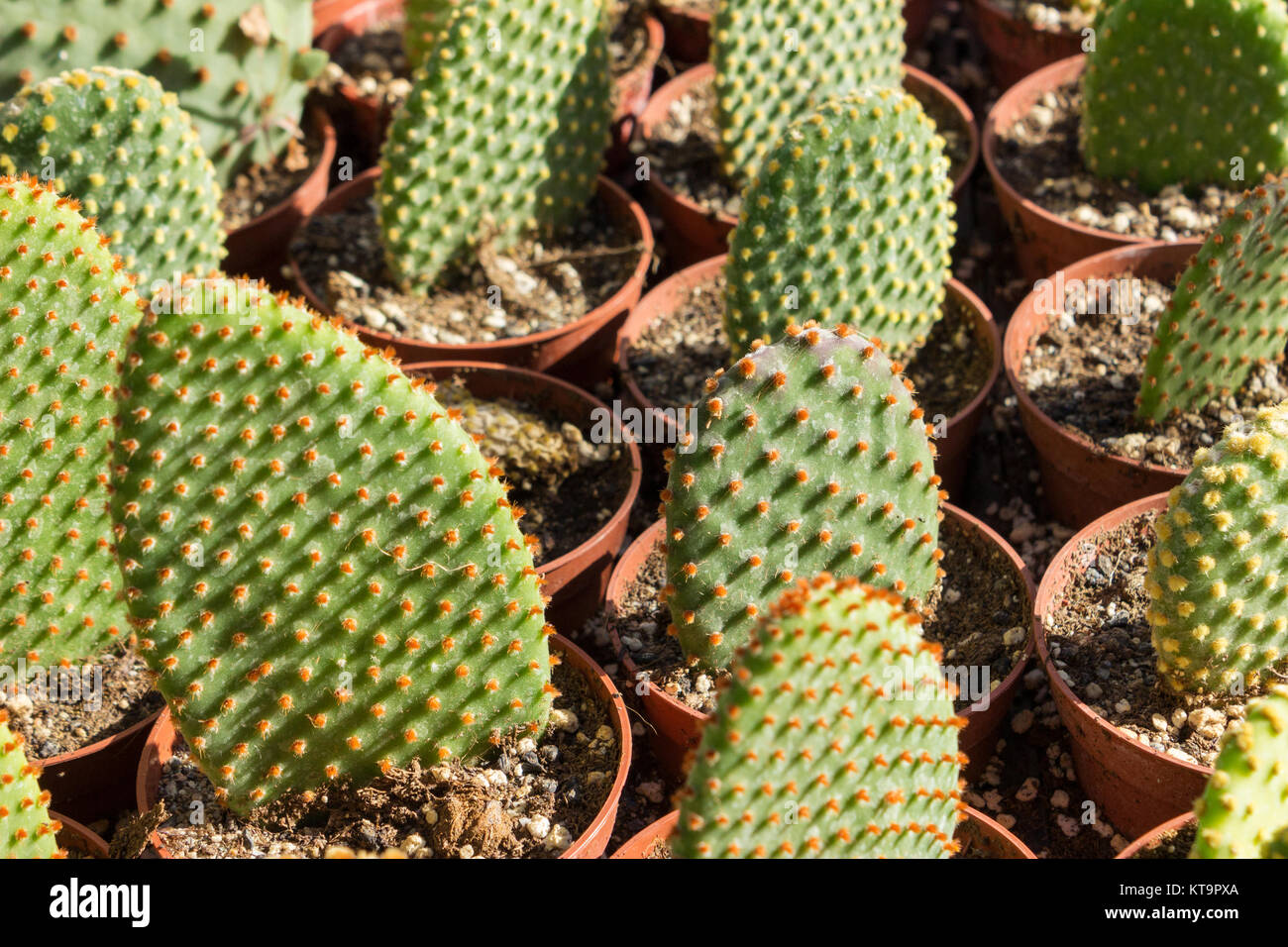Opuntia microdasys hi-res stock photography and images - Alamy