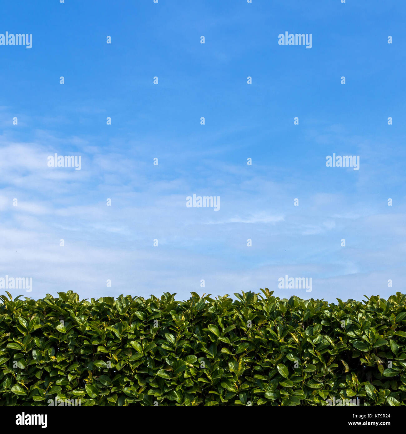 Prune tree fence hi-res stock photography and images - Alamy