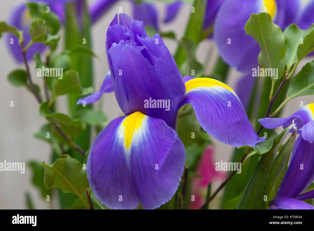 Close up of blue and yellow Irises showing petal detail and its vibrant ...