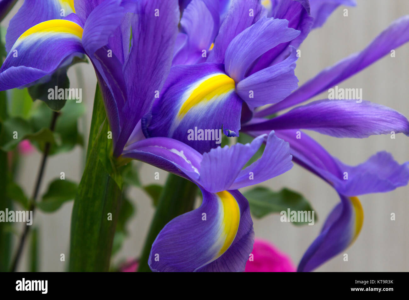 Close up of blue and yellow Irises showing petal detail and its vibrant ...