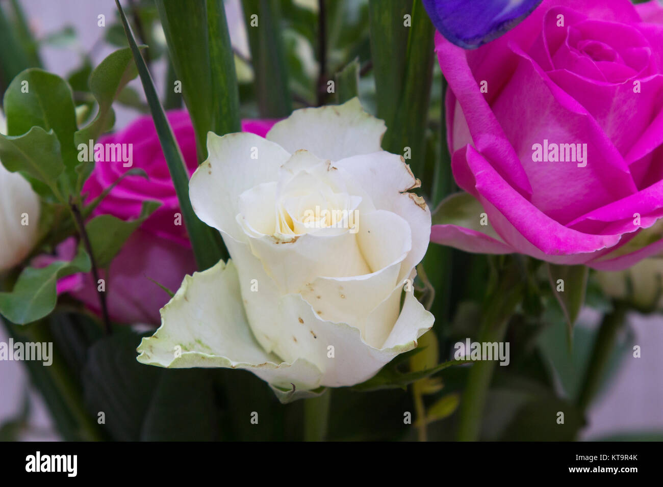 A solitary white rose with its petal edges beginning to go brown and ...