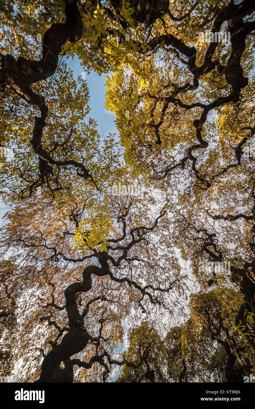 Gold tree hi-res stock photography and images - Alamy
