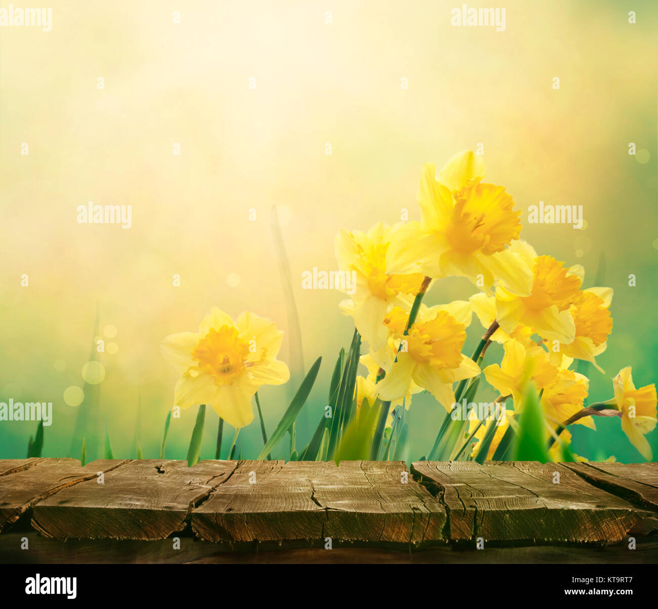 Daffodil spring background Stock Photo - Alamy