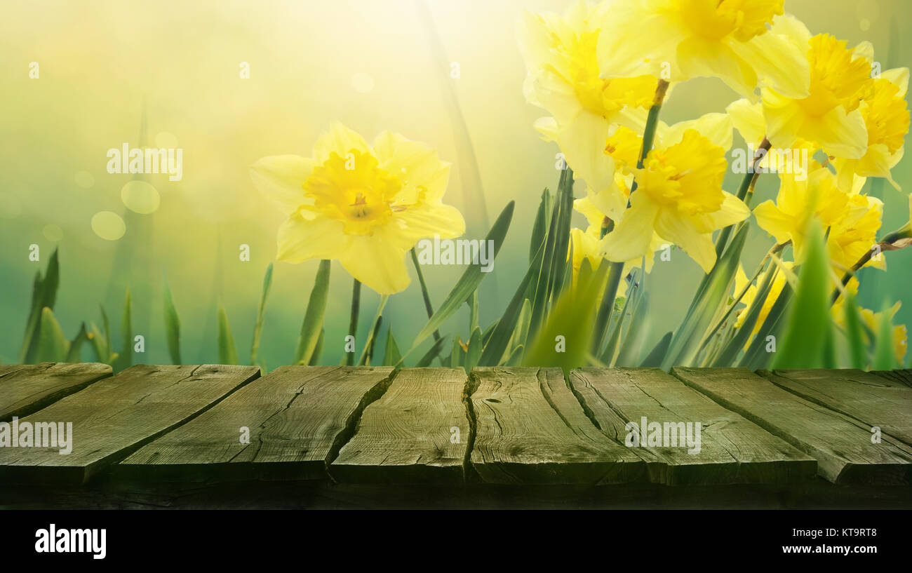 Daffodil spring background Stock Photo - Alamy