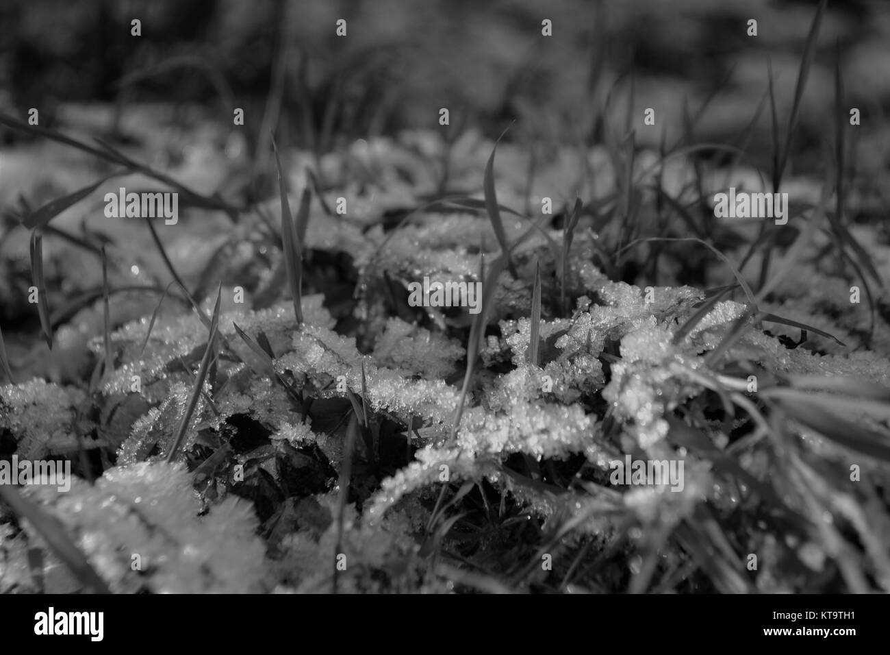 grass with snow Stock Photo - Alamy