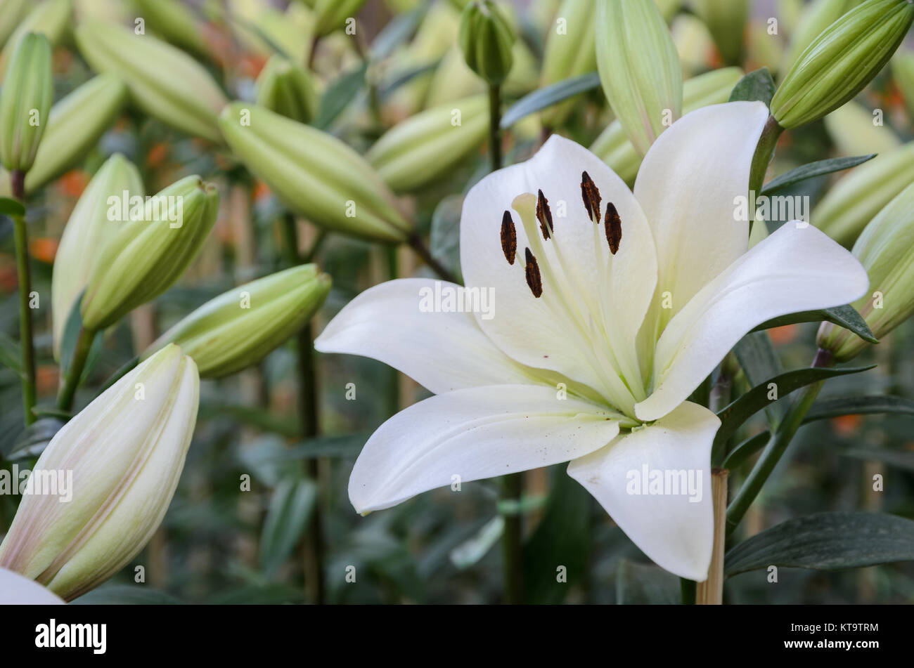 White lily flower in the garden Stock Photo - Alamy