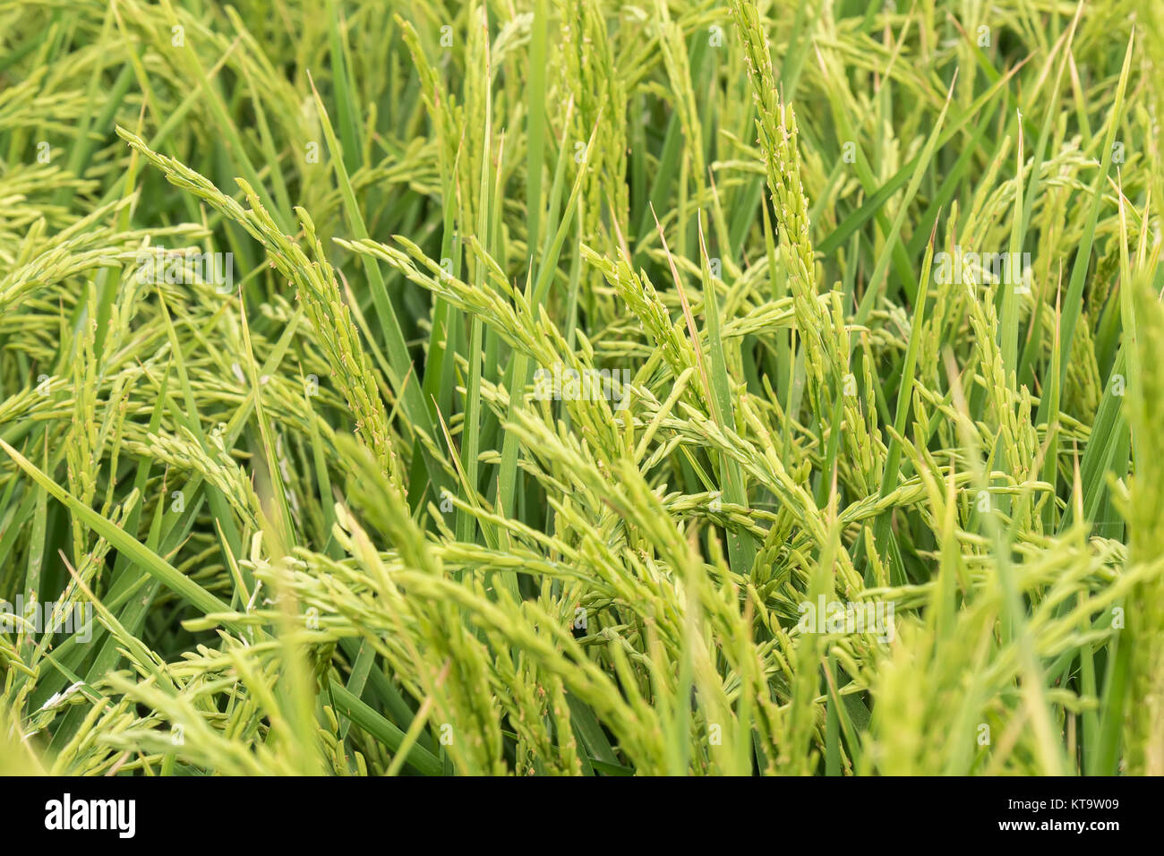 Unripe rice plantation Stock Photo - Alamy