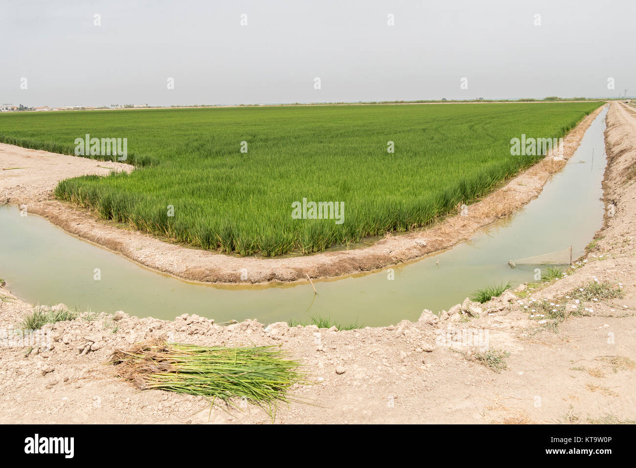 Irrigated rice plantation Stock Photo - Alamy