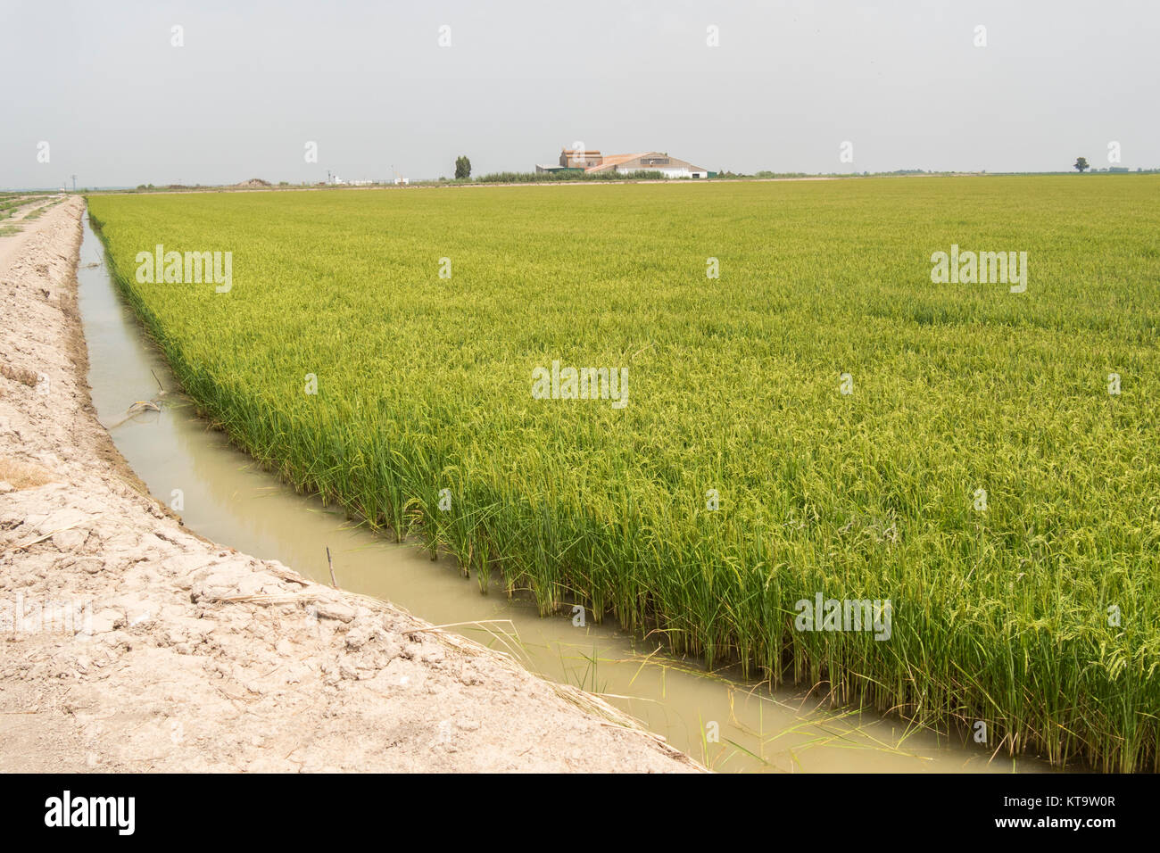 Unripe rice plantation Stock Photo - Alamy