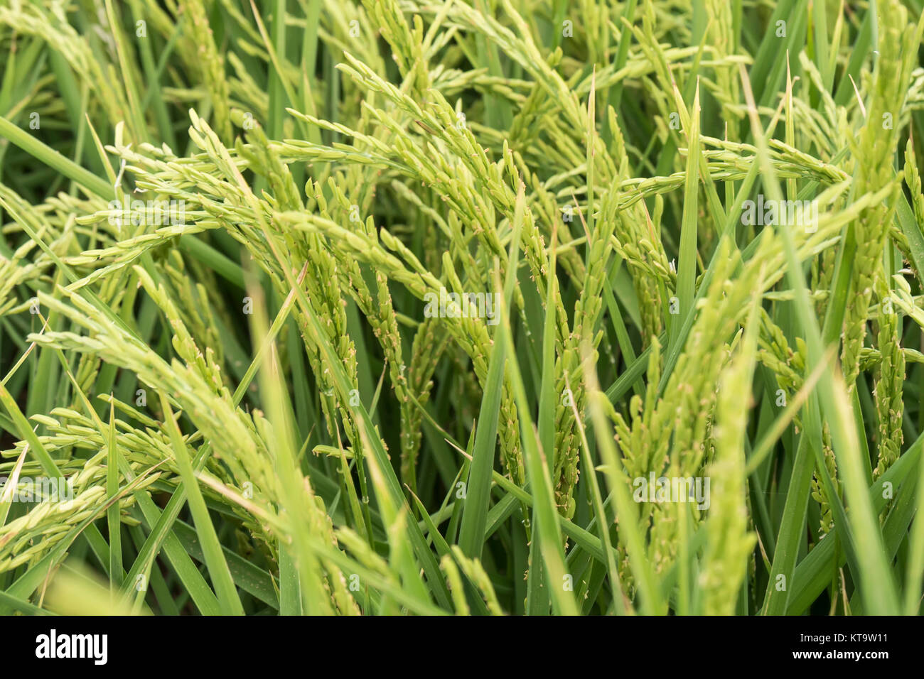 Unripe rice plantation Stock Photo - Alamy