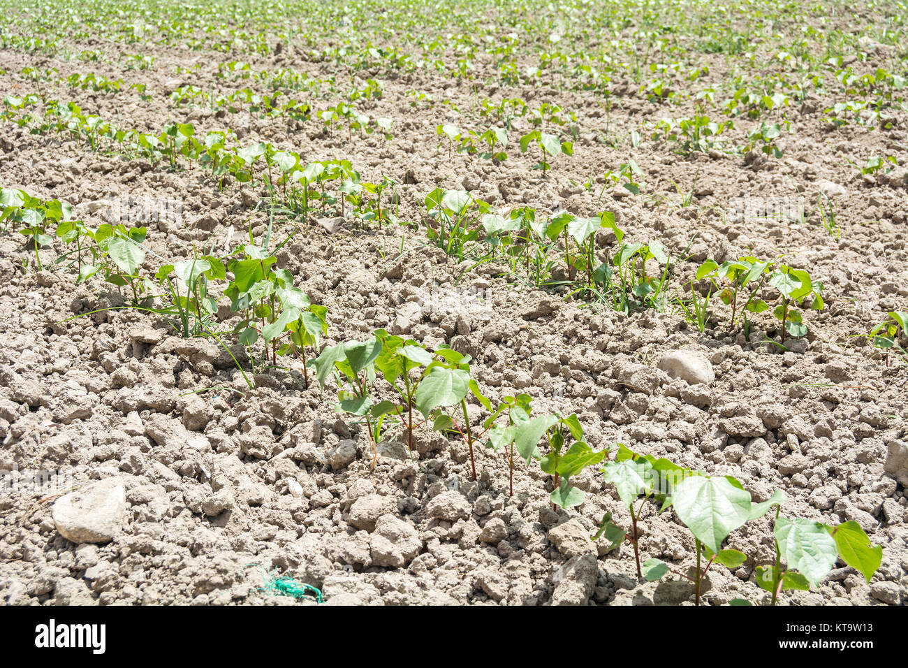 Ground Cotton High Resolution Stock Photography and Images - Alamy