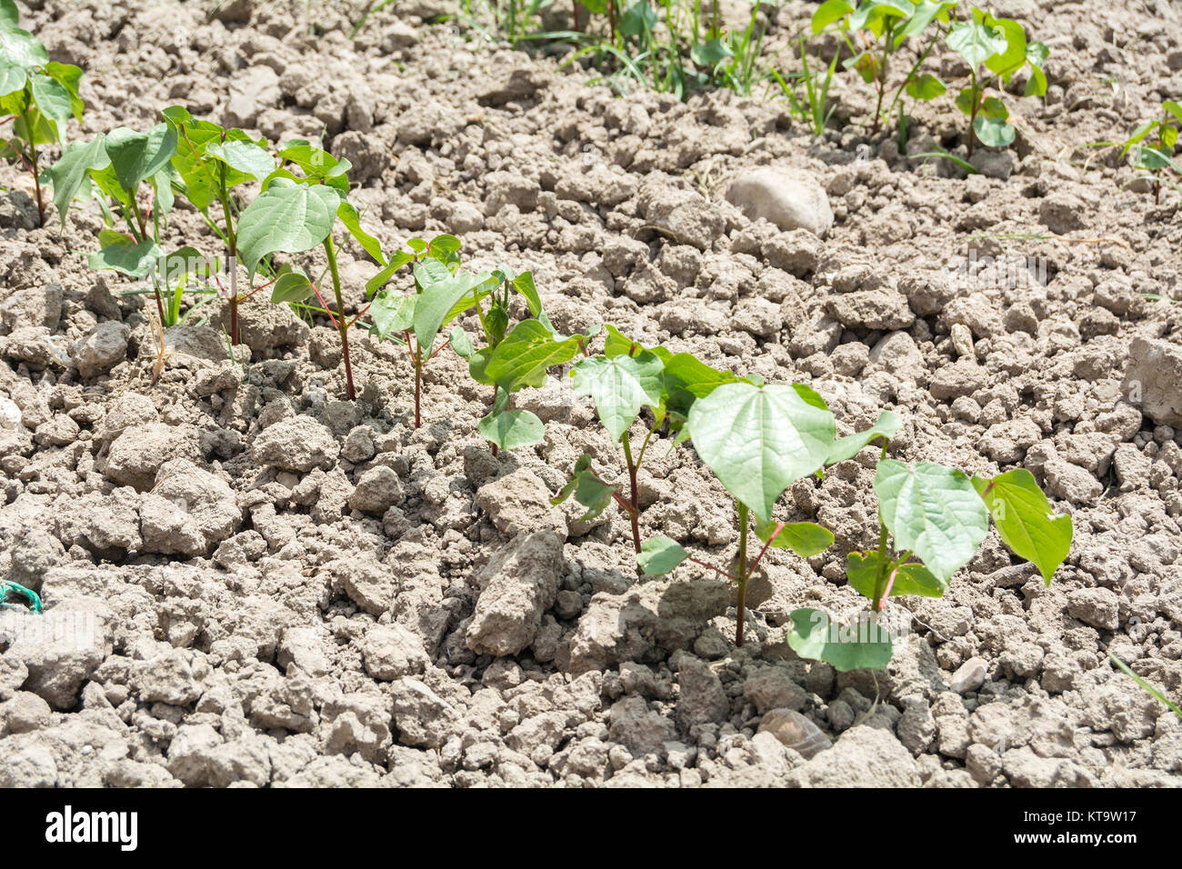 Cotton plant growing Stock Photo - Alamy
