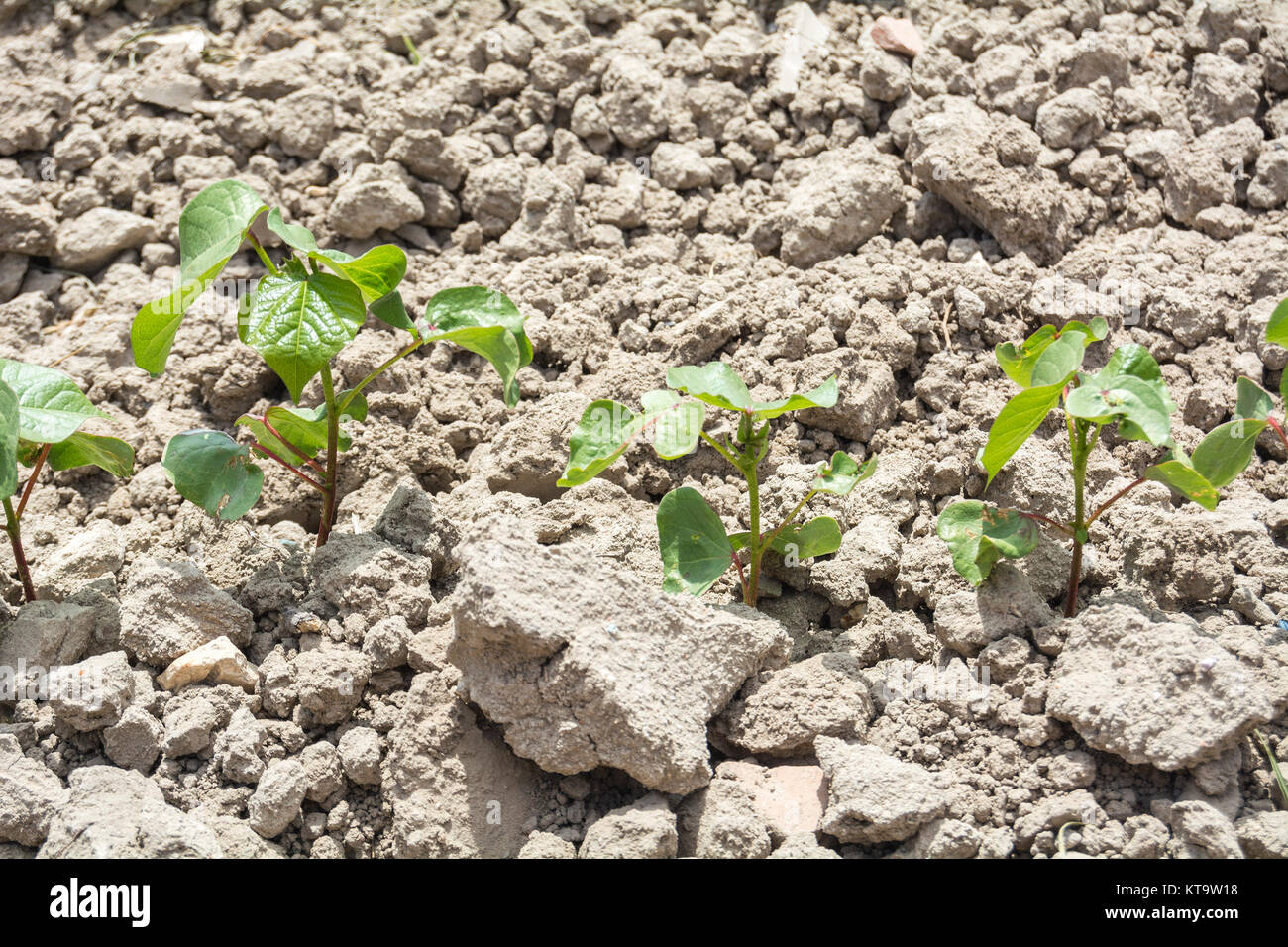 Cotton plant growing, closeup Stock Photo - Alamy Cotton plant growing, closeup Stock Photo - Alamy