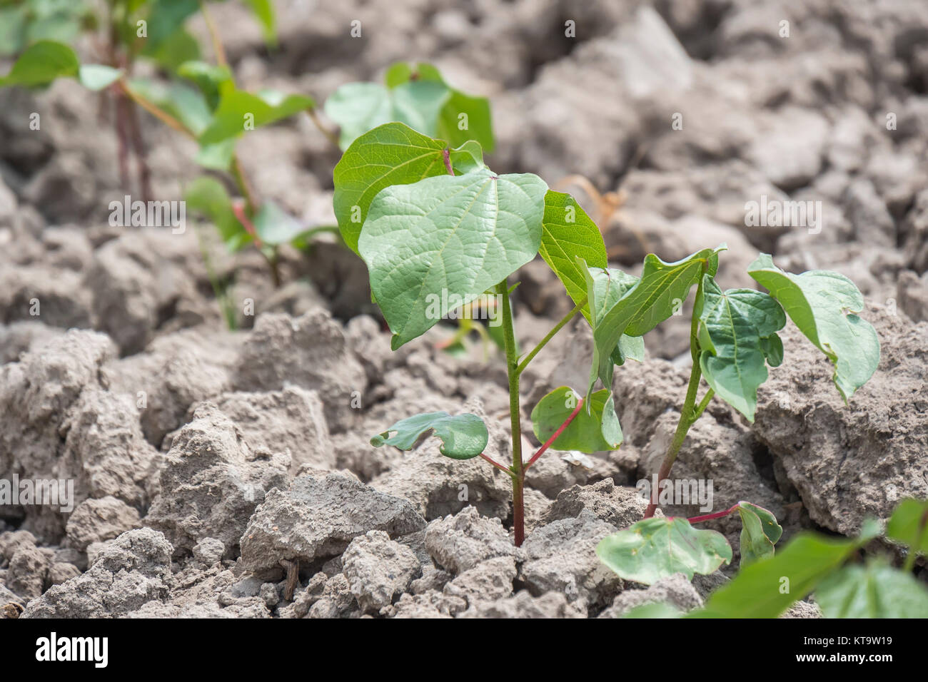 Cotton plant growing, closeup Stock Photo - Alamy