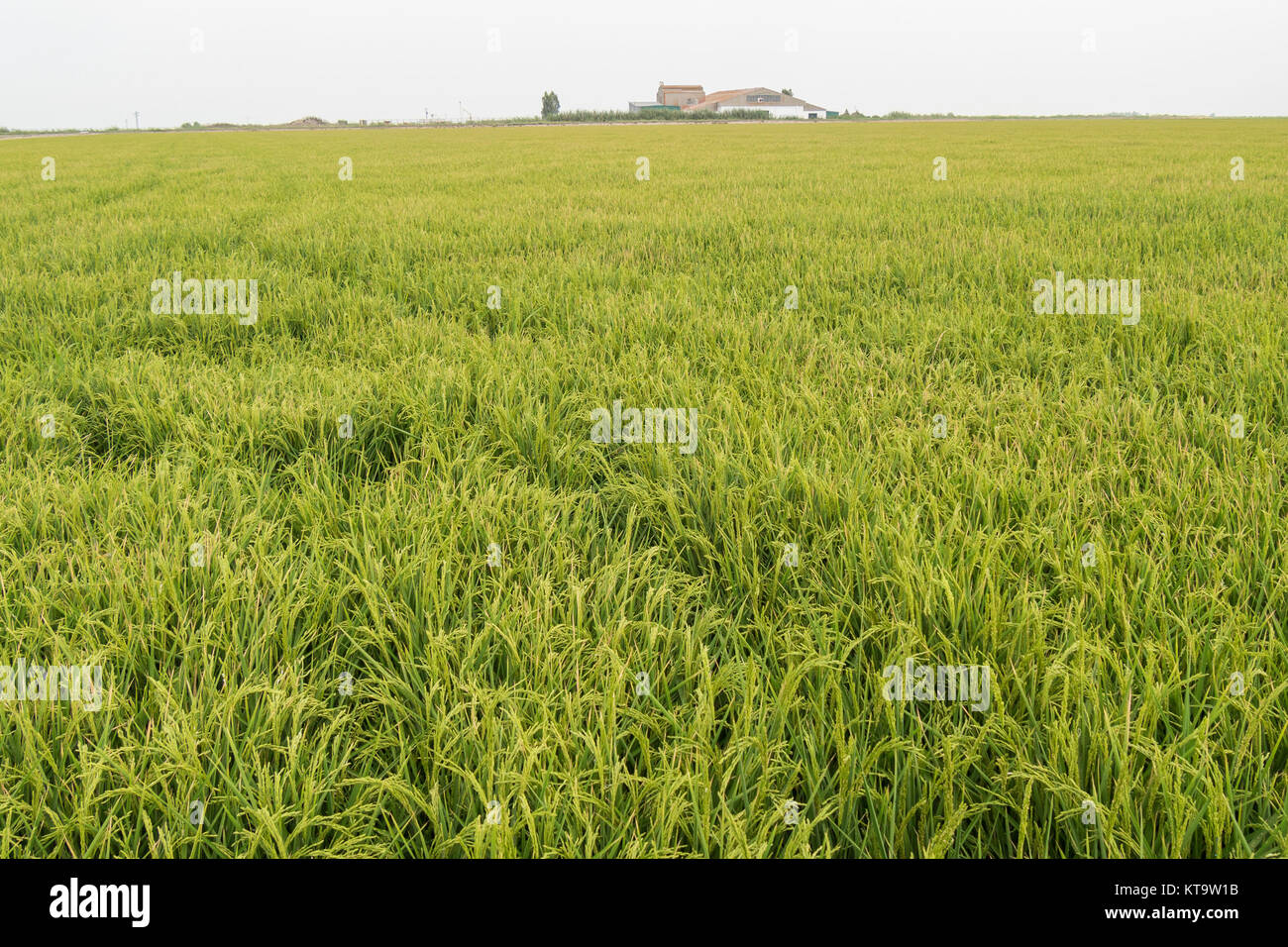 Unripe rice plantation Stock Photo - Alamy