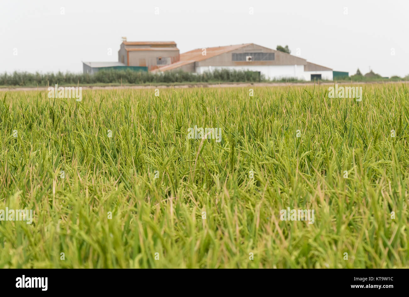 Unripe rice plantation Stock Photo - Alamy