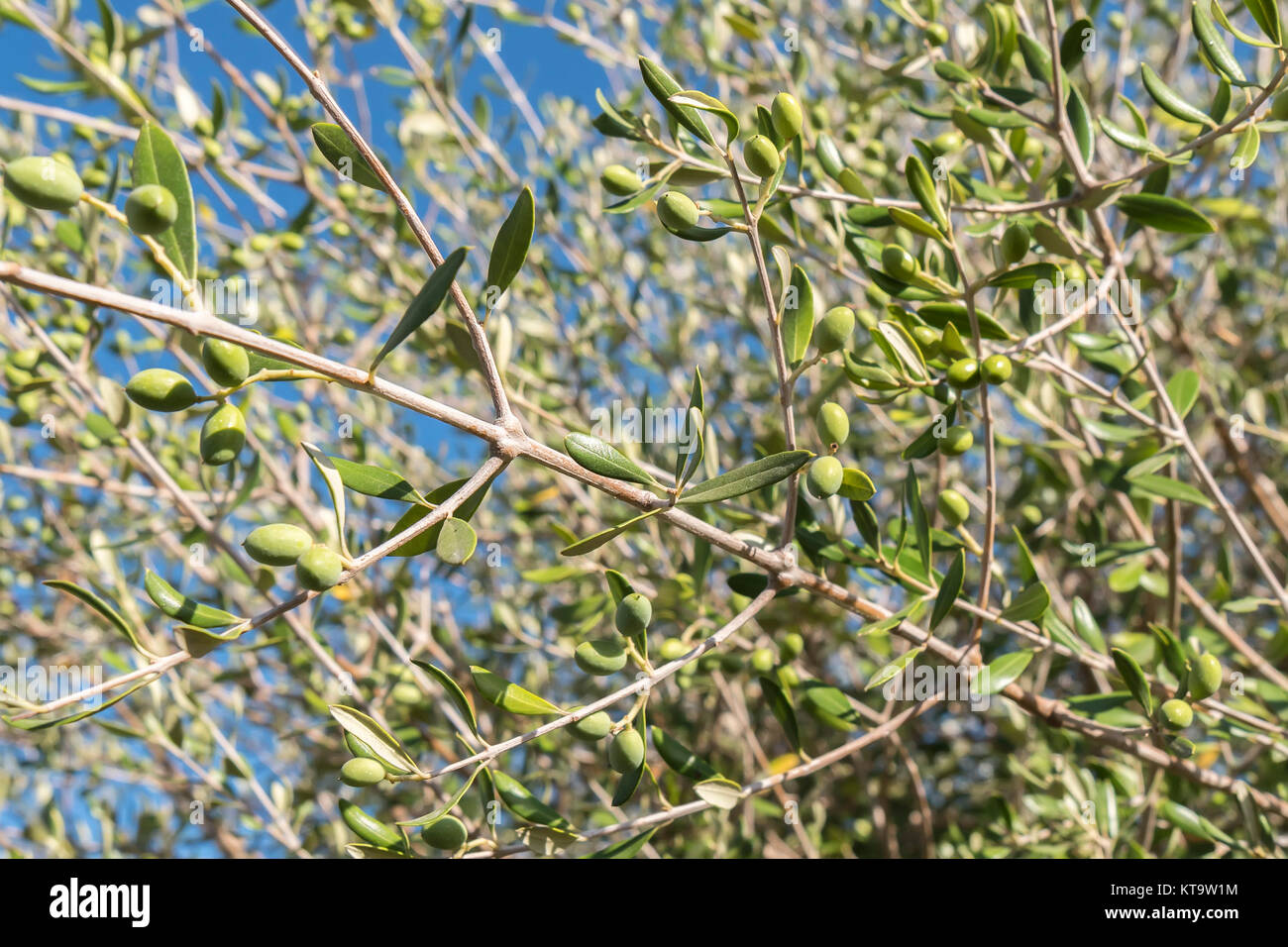 Olives in the olive tree Stock Photo - Alamy