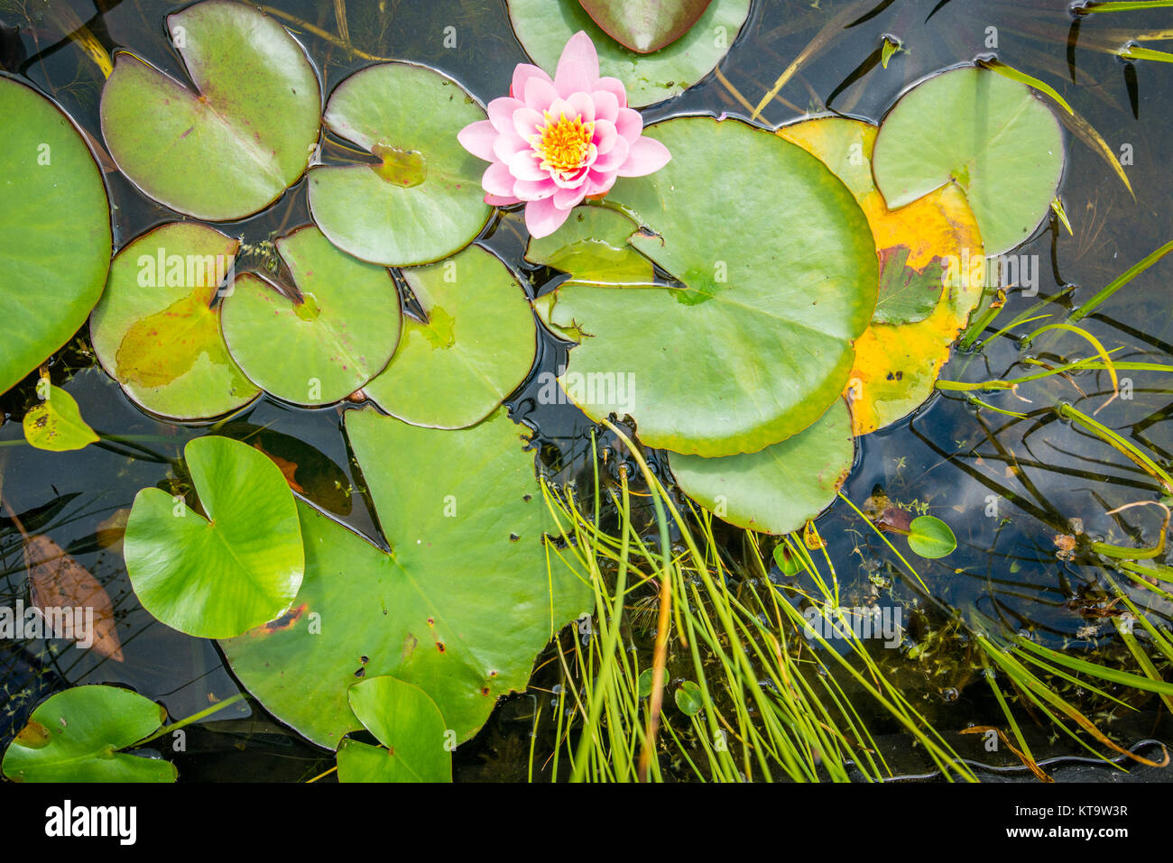 Water lilies, Lilly pads and other aquatic vegetation sprouts out of ...