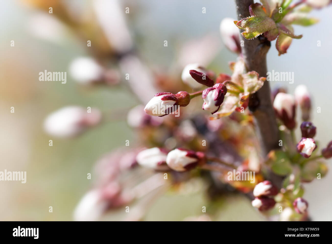 Buds of the first spring blooms Stock Photo - Alamy