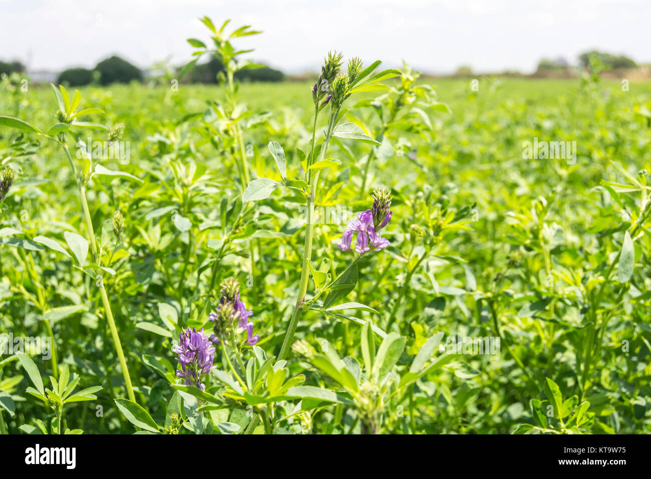 Medicago sativa in bloom (Alfalfa Stock Photo - Alamy