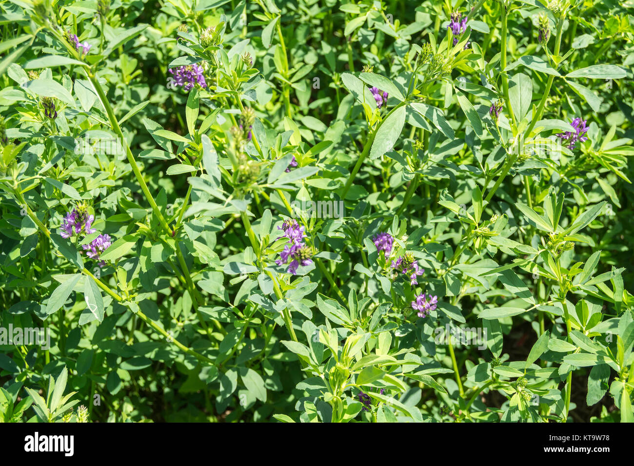 Alfalfa field in bloom hi-res stock photography and images - Alamy