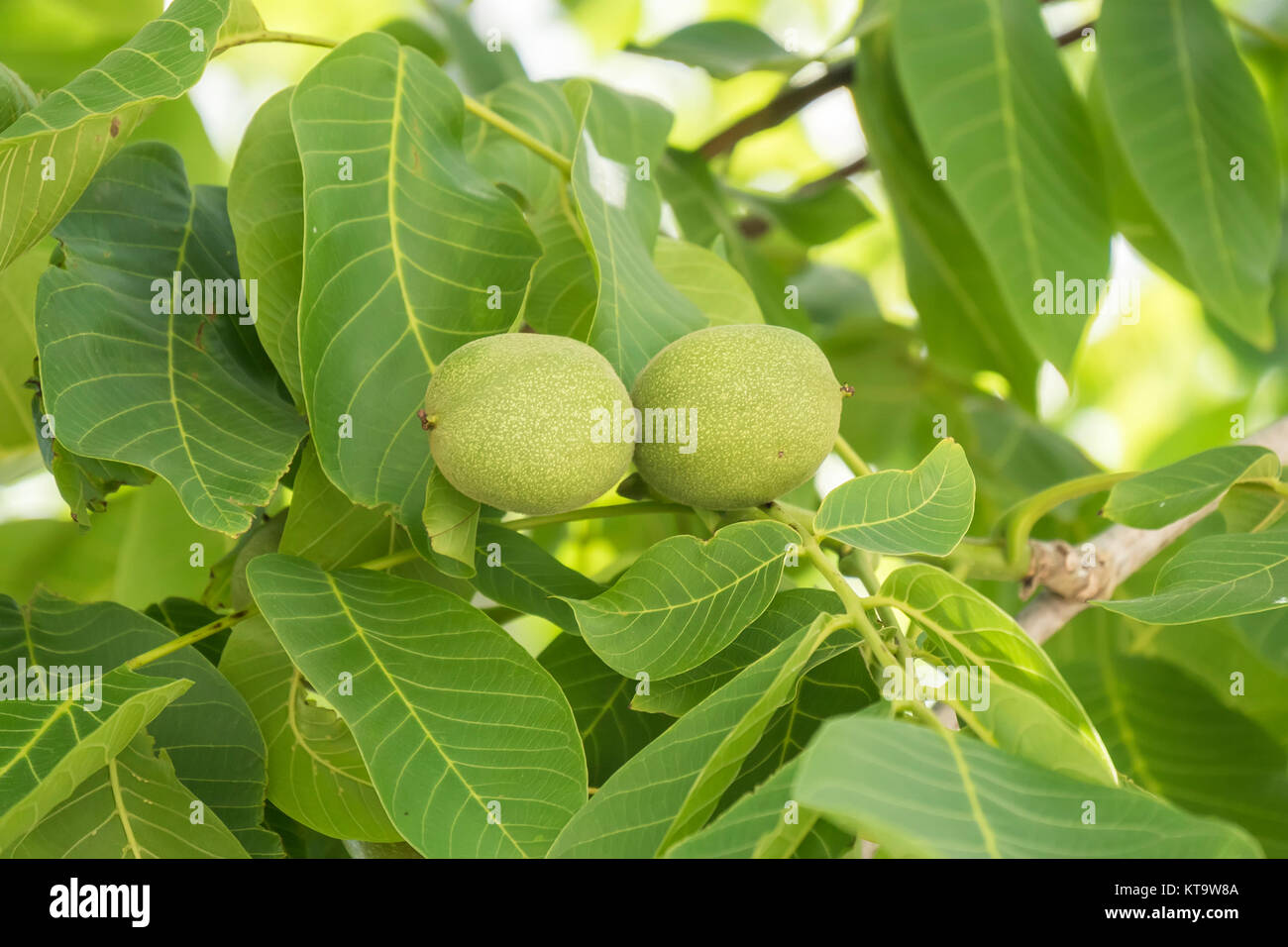 Unripe nuts on the tree Stock Photo - Alamy