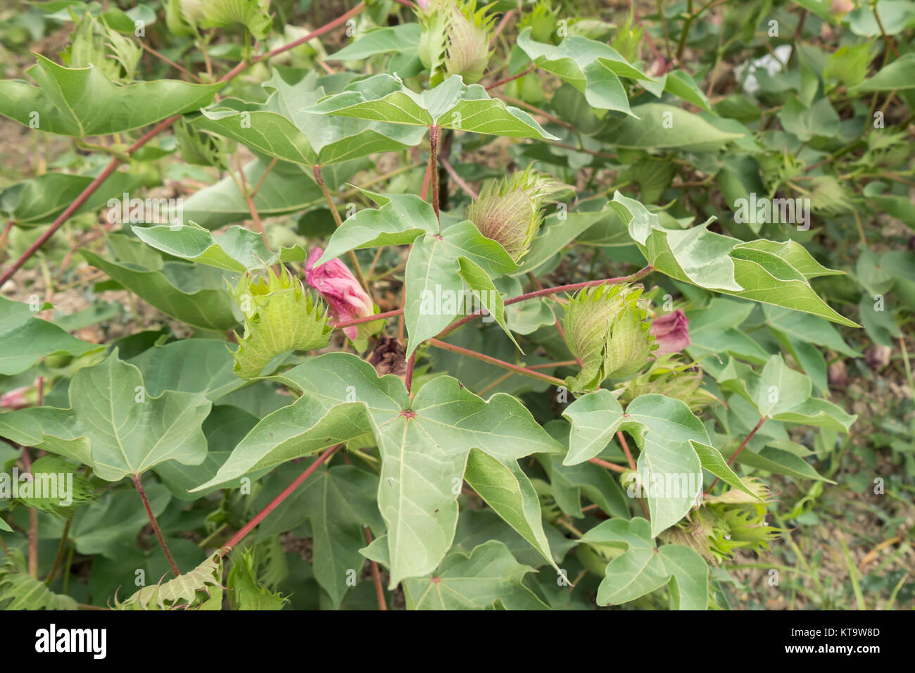 Cotton plant, cotton buds Stock Photo - Alamy