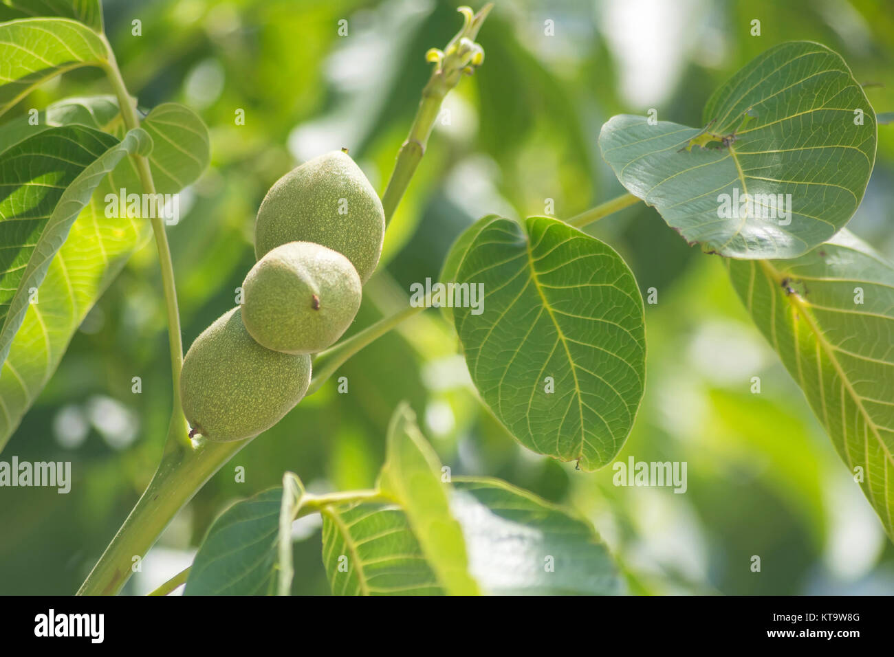 Unripe nuts on the tree Stock Photo - Alamy