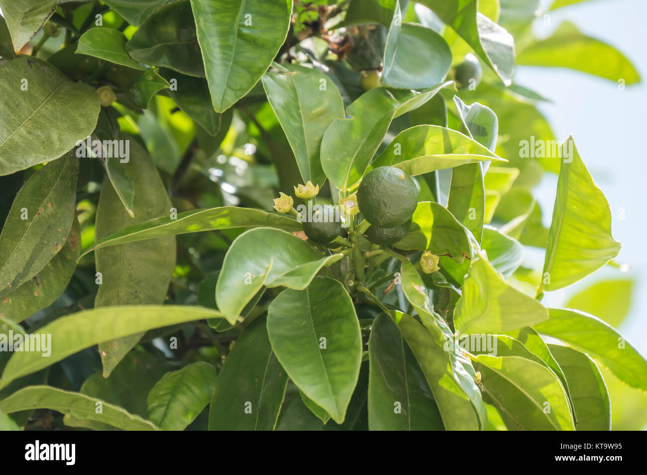 Unripe oranges growing on the tree Stock Photo - Alamy