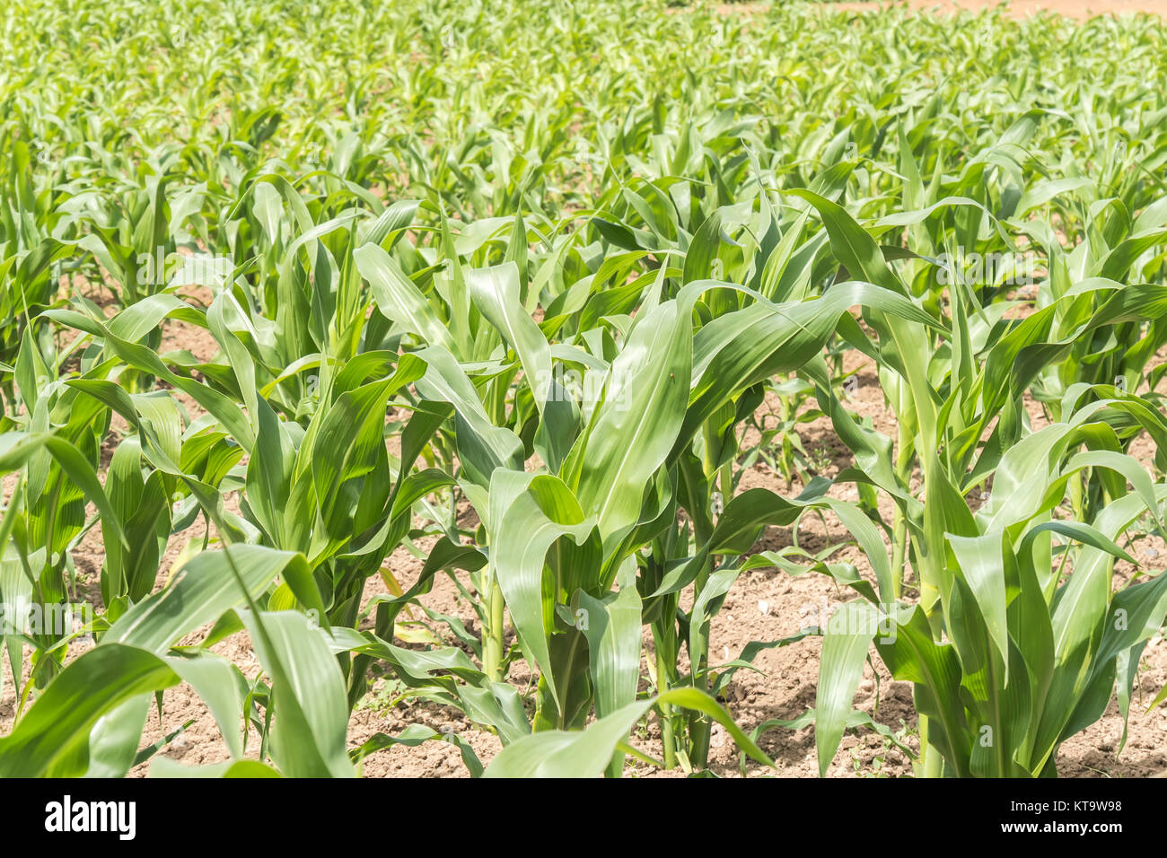 Corn crop growing Stock Photo - Alamy