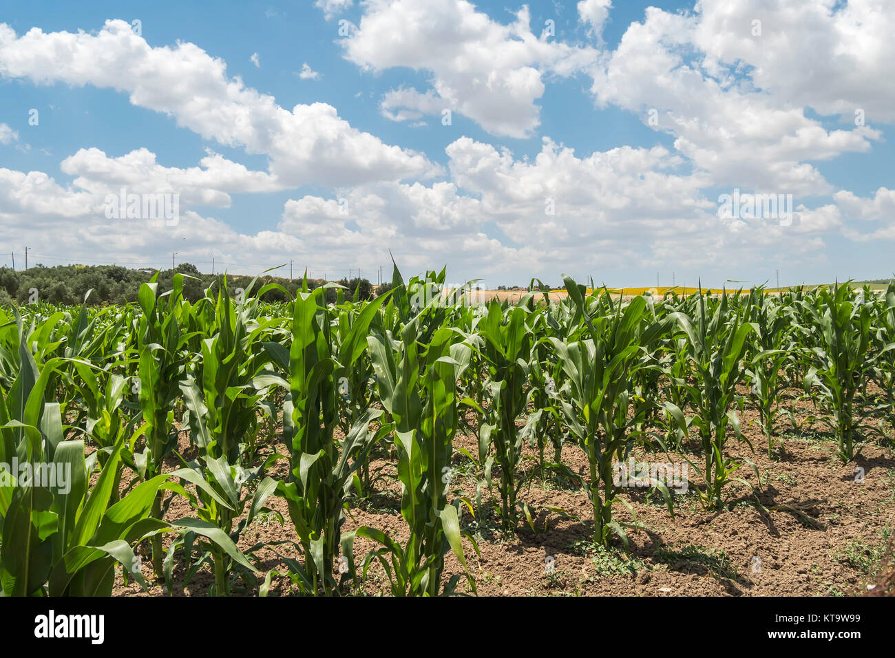 Corn crop growing Stock Photo - Alamy