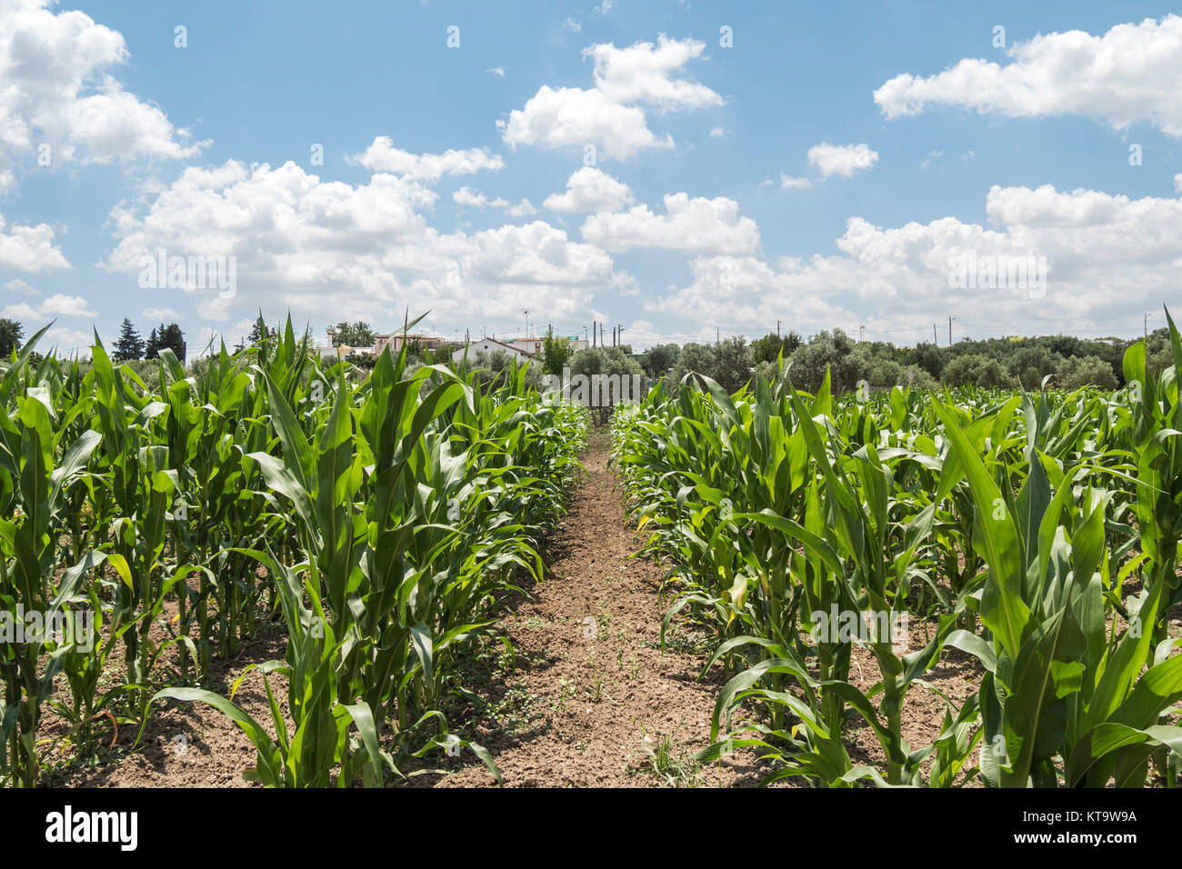 Corn crop growing Stock Photo - Alamy