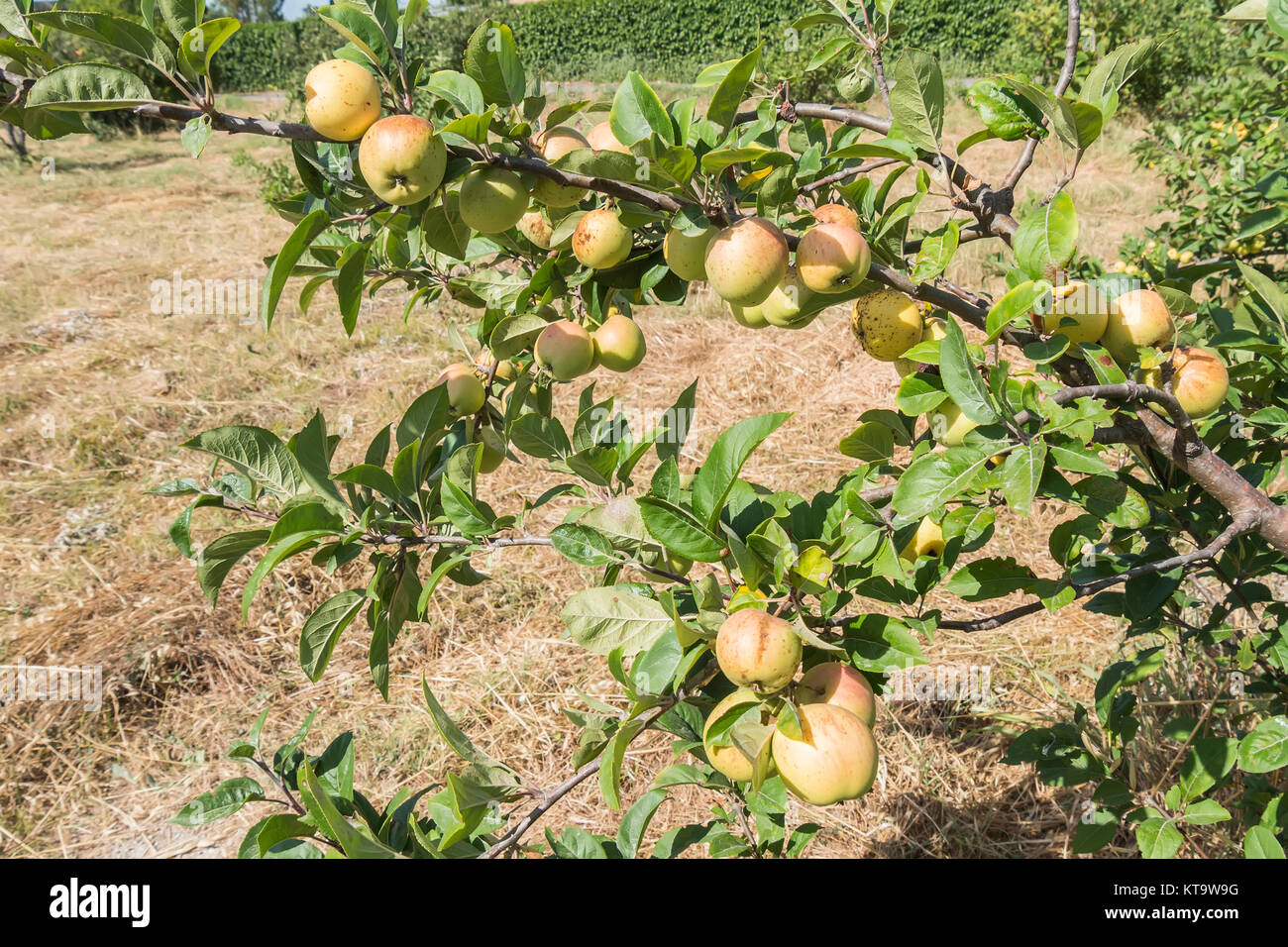 Apples on the tree, apple tree Stock Photo - Alamy