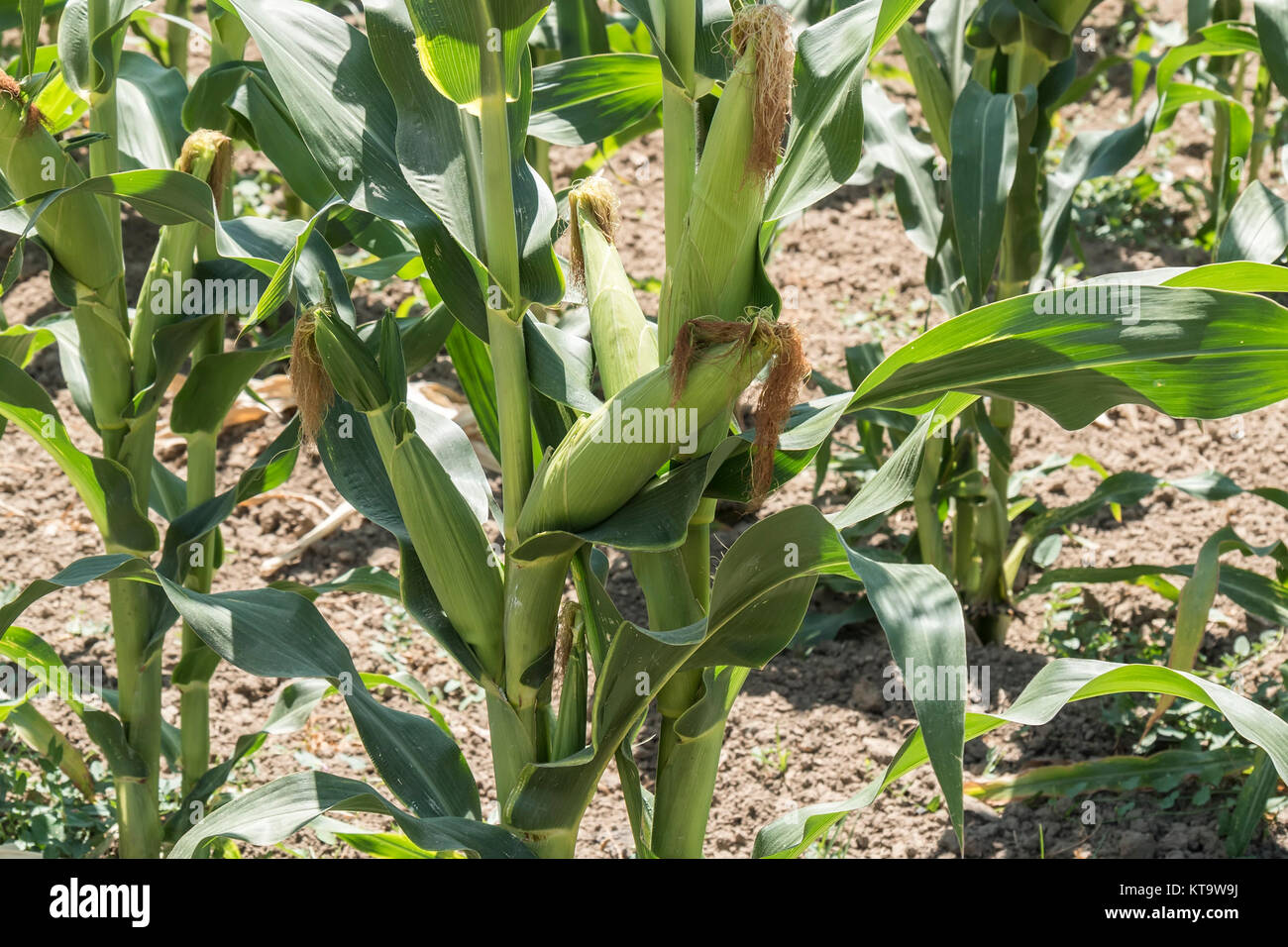 Corn field with unripe cobs in the stalk Stock Photo - Alamy