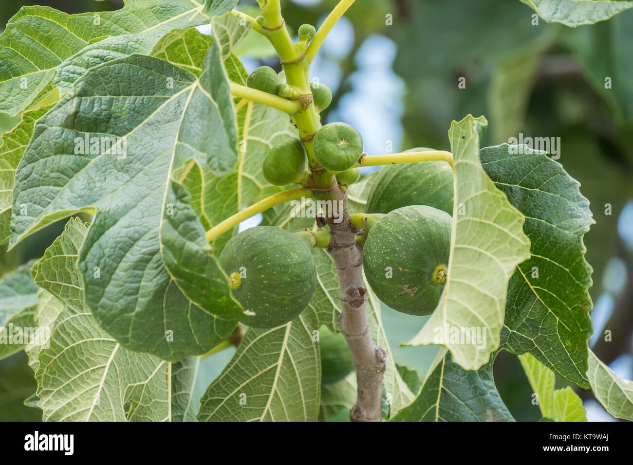 Fig tree, leafs, unripe figs Stock Photo - Alamy