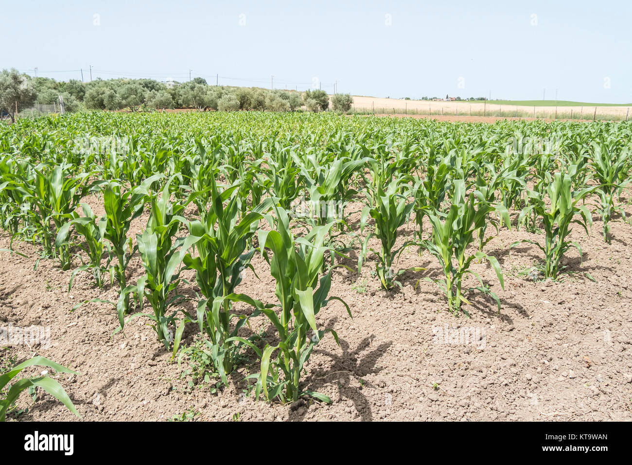 Corn crop growing Stock Photo - Alamy