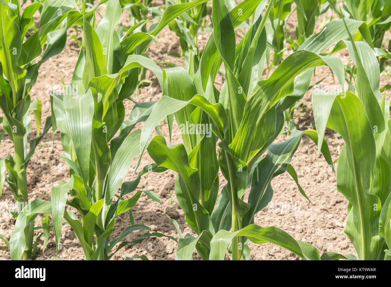 Corn crop growing Stock Photo - Alamy