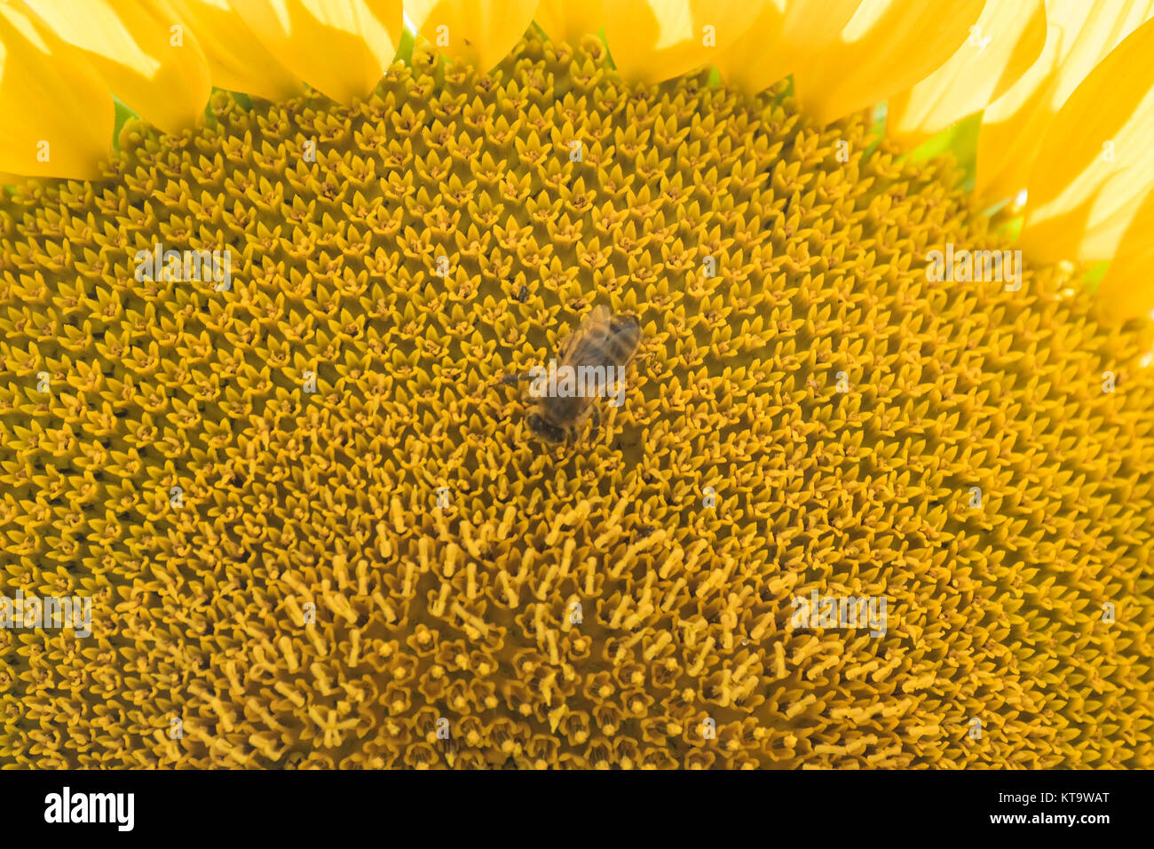 Sunflower in the sun Stock Photo - Alamy