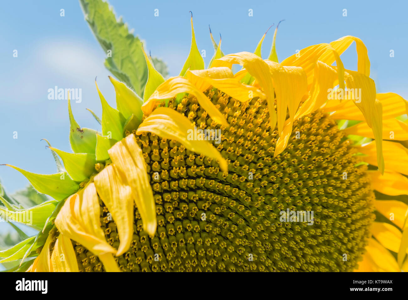 Sunflower in the sun Stock Photo - Alamy