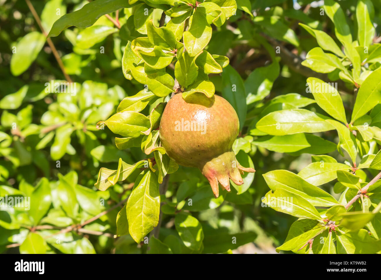 Grenade tree hi-res stock photography and images - Alamy