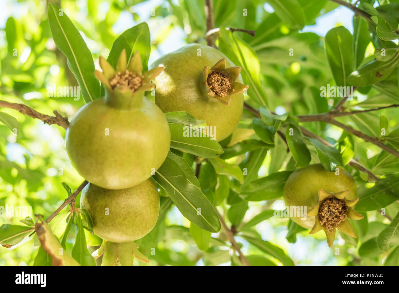 Pomegranateon the tree Stock Photo - Alamy