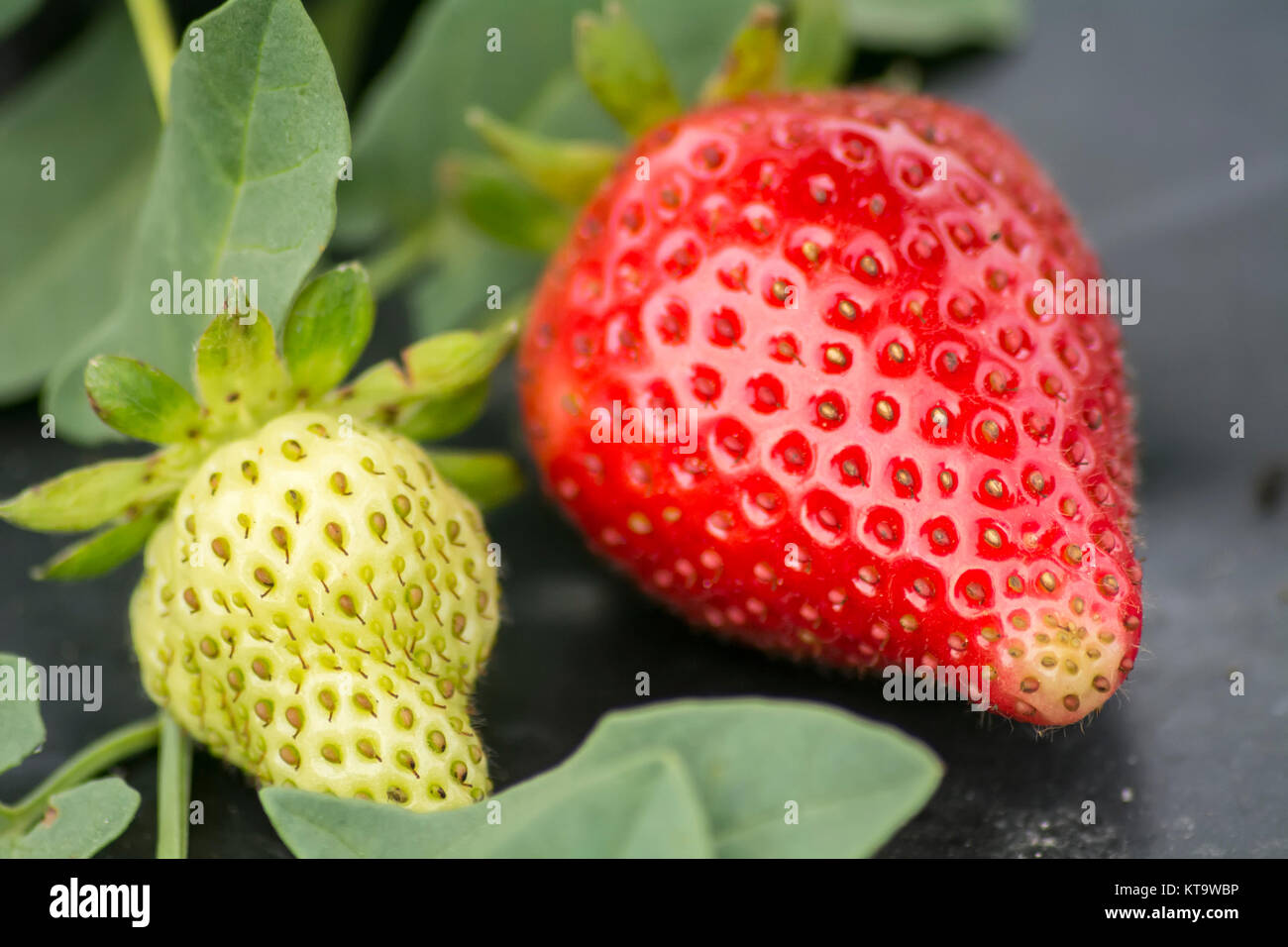 Strawberries on the vine in the garden Stock Photo - Alamy