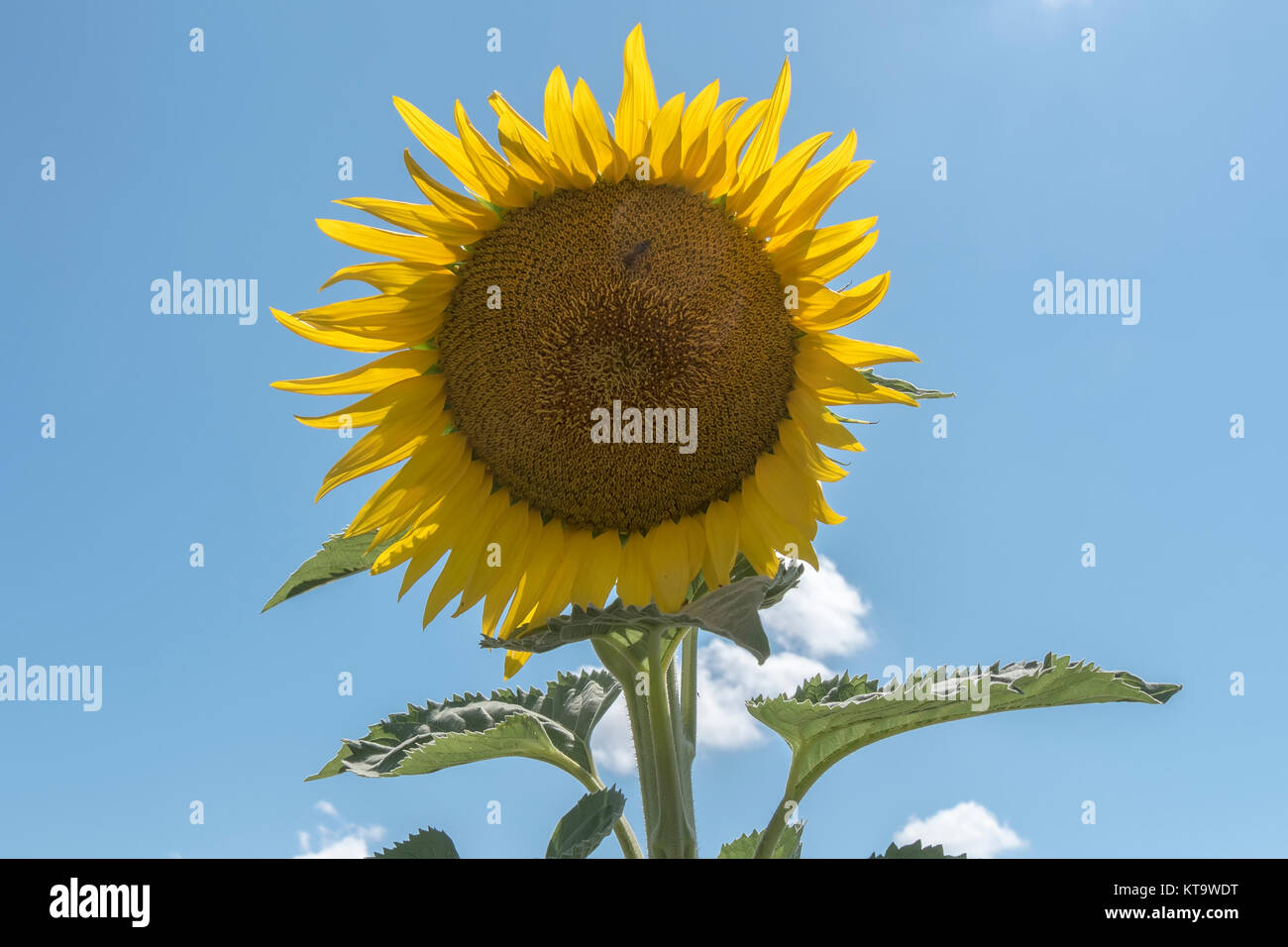 Sunflower in the sun Stock Photo - Alamy