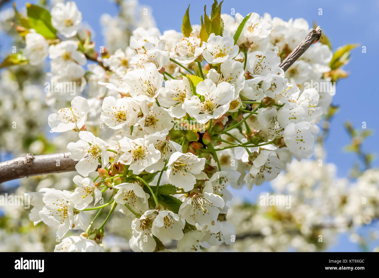 cherry tree blossom in may Stock Photo - Alamy