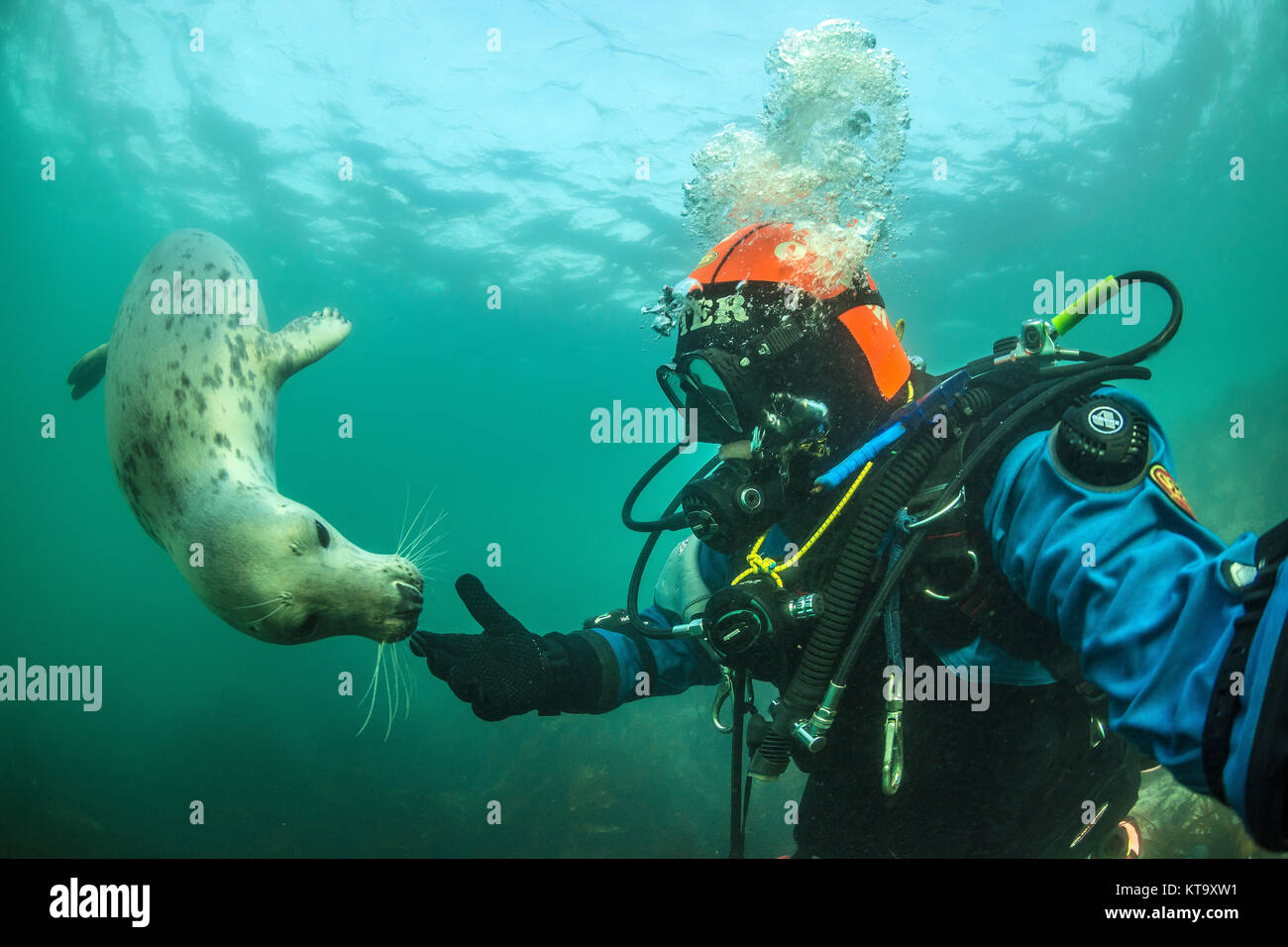 Diver interacts with Grey Seal underwater in the Farne islands, England ...